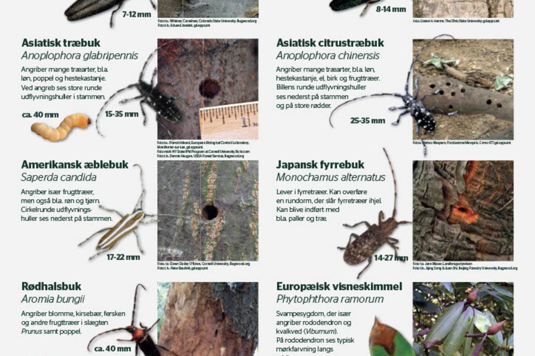 Hold øje med disse 10 ubudne gæster i haven - Sydnyt.dk - GRATIS lokale ...