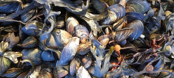 Algegift i muslinger i Limfjorden - Sydnyt.dk - GRATIS lokale nyheder ...