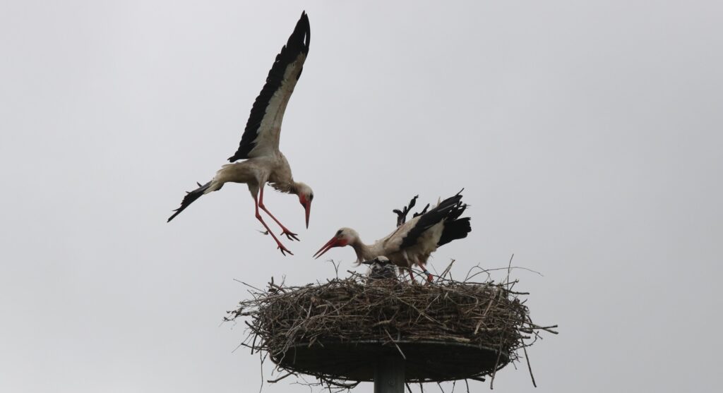 Ballade i storkereden i Jejsing igen: Fremmed stork forstyrrede freden ... Ballade i storkereden i Jejsing igen: Fremmed stork forstyrrede freden ...