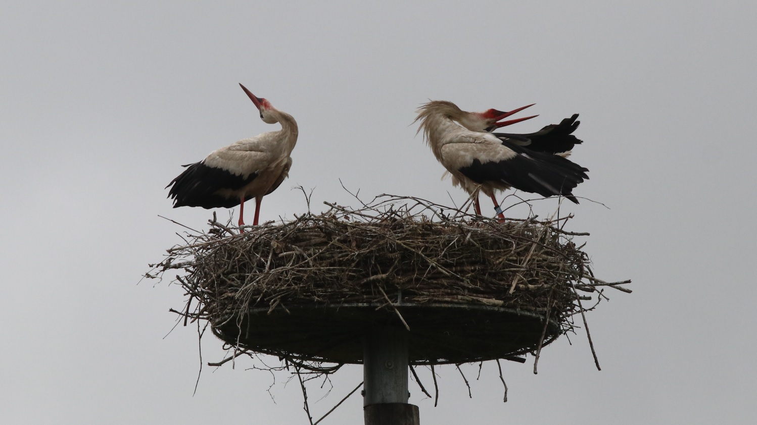 Ballade i storkereden i Jejsing igen: Fremmed stork forstyrrede freden ... Ballade i storkereden i Jejsing igen: Fremmed stork forstyrrede freden ...