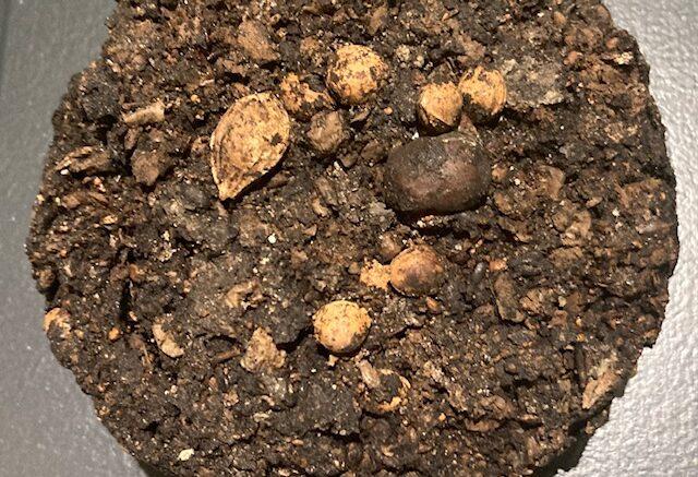 Se den på museet: 300 år gammel lort afslører spøjse kostvaner - Sydnyt ...