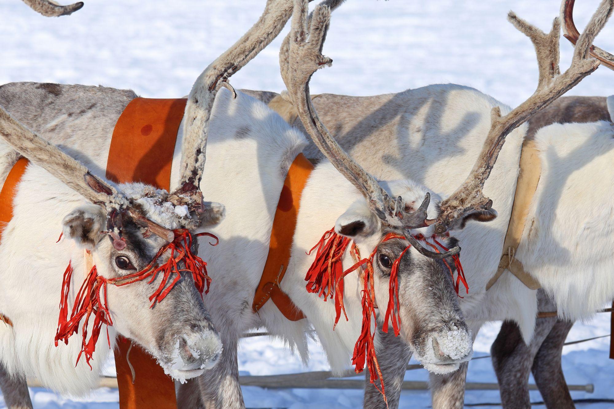 Rødekro: Få et kig på julemandens rensdyr lørdag formiddag - Sydnyt.dk ... Rødekro: Få et kig på julemandens rensdyr lørdag formiddag - Sydnyt.dk ...