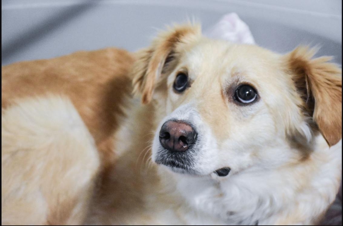 Dyrenes Beskyttelse: Forbyd fyrværkeri for private - Sydnyt.dk - GRATIS lokale nyheder fra ...