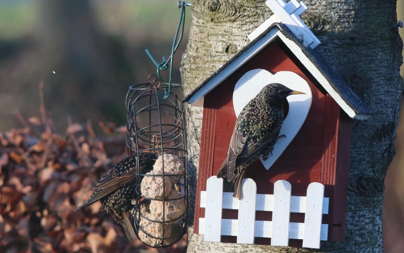 Har du stærekassen klar? - Sådan laver du selv en redekasse ...