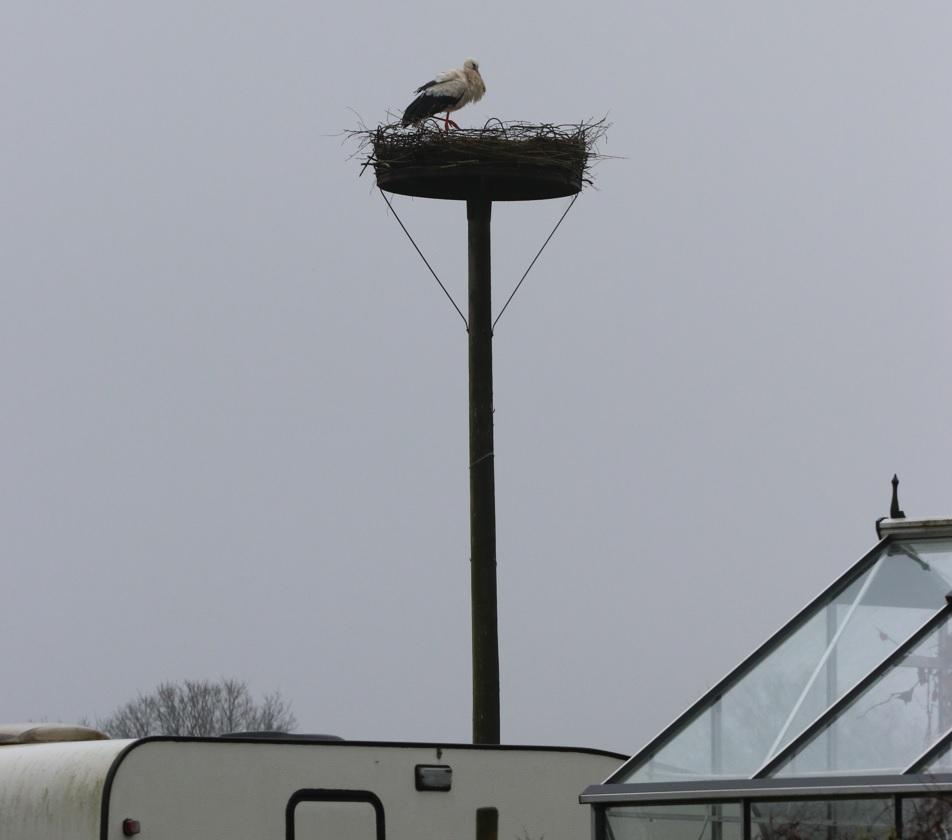 Øster Højst: Fredag med stork i reden - Sydnyt.dk - GRATIS lokale ...