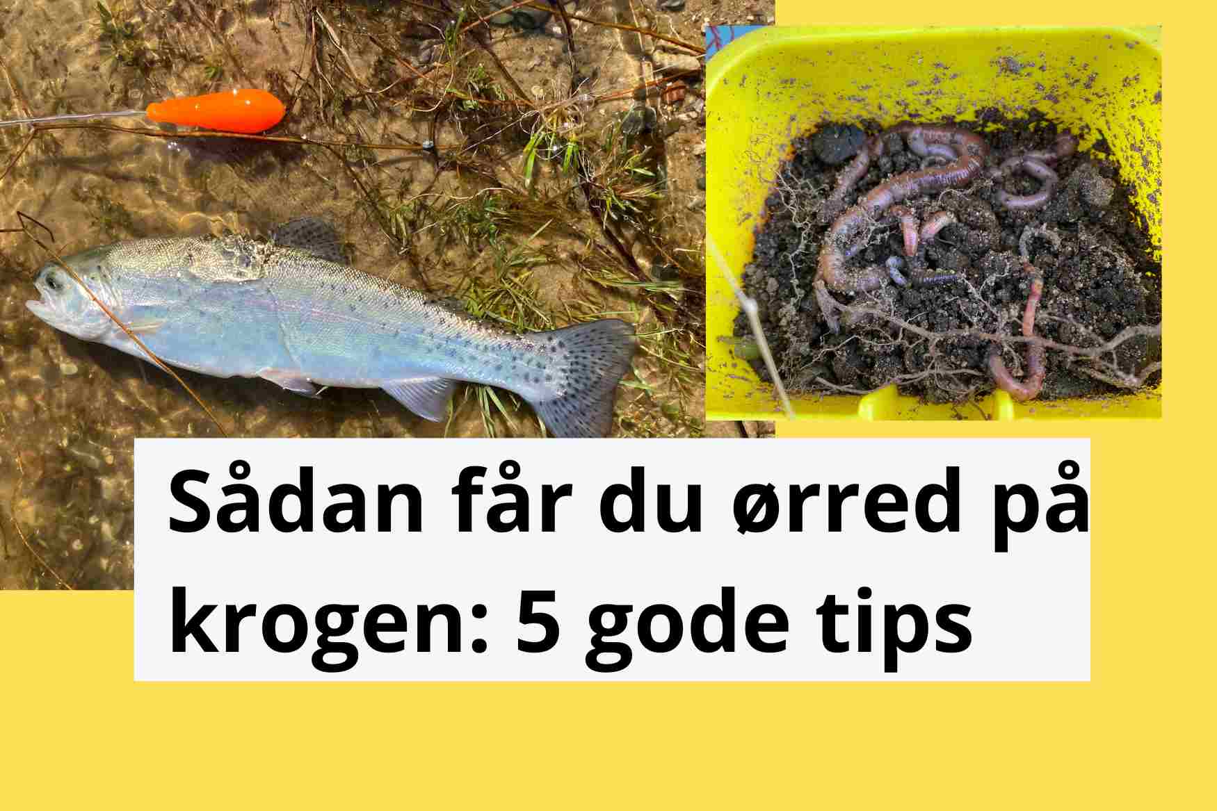 Tag ud med fiskestangen og fang selv middagsmaden: 5 gode tips i ...