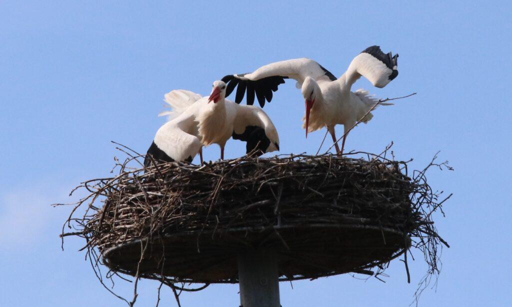 Uro i de sønderjyske storkereder i påsken - Sydnyt.dk - GRATIS lokale ...