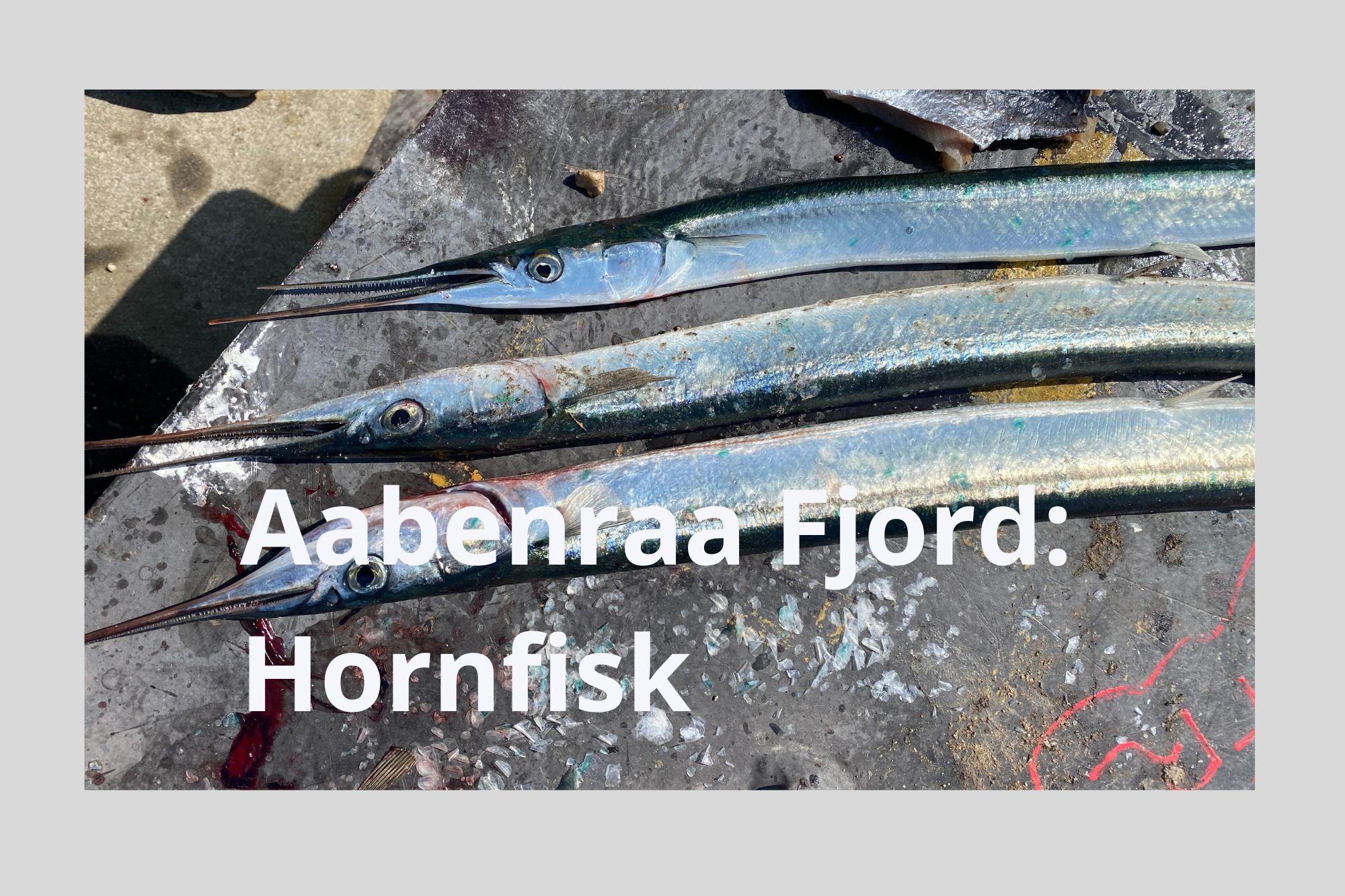 SE VIDEO - Aabenraa Fjord: Hornfiskene er kommet - Sydnyt.dk - GRATIS ...