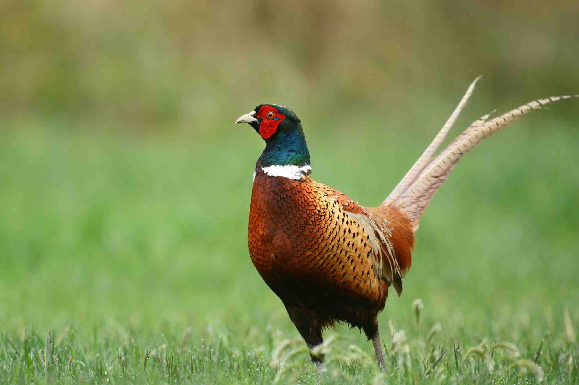 Fugleinfluenza i fjerkræbesætning ved Tønder - 2.700 fasaner aflives i ...