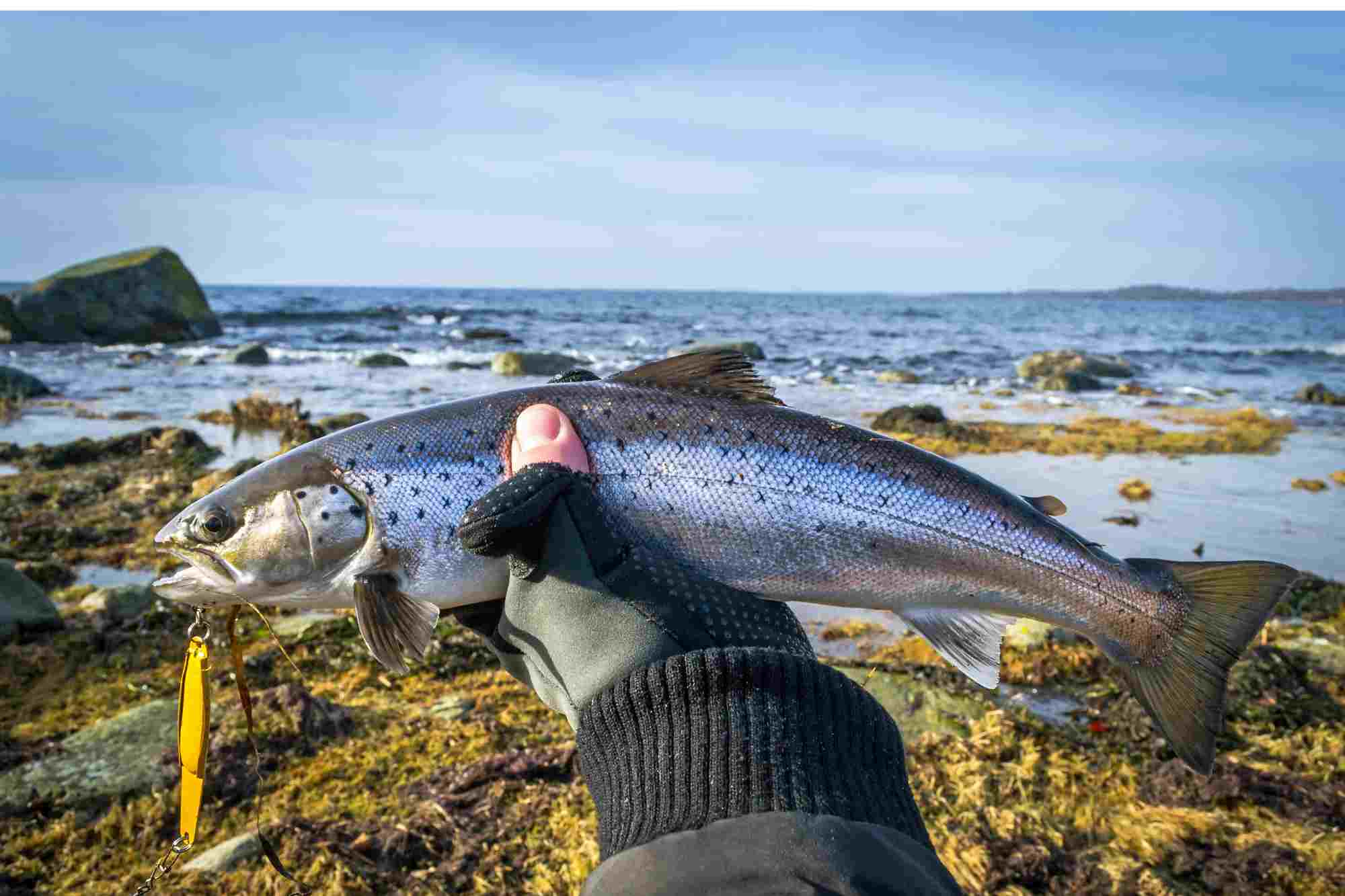 Ikonisk fiskekonkurrence - Vejle Fisker 2024 - er aflyst!!! - Sydnyt.dk ...