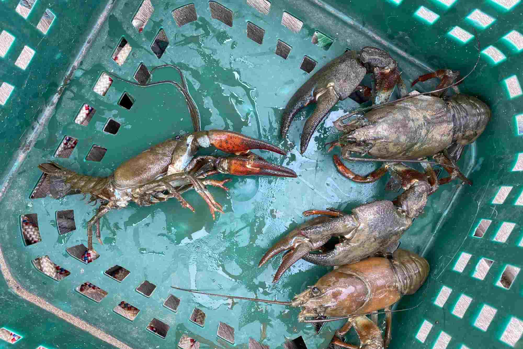 Fiskemetoder efter krebs - nye regler fra 1. januar 2024 - Sydnyt.dk ...