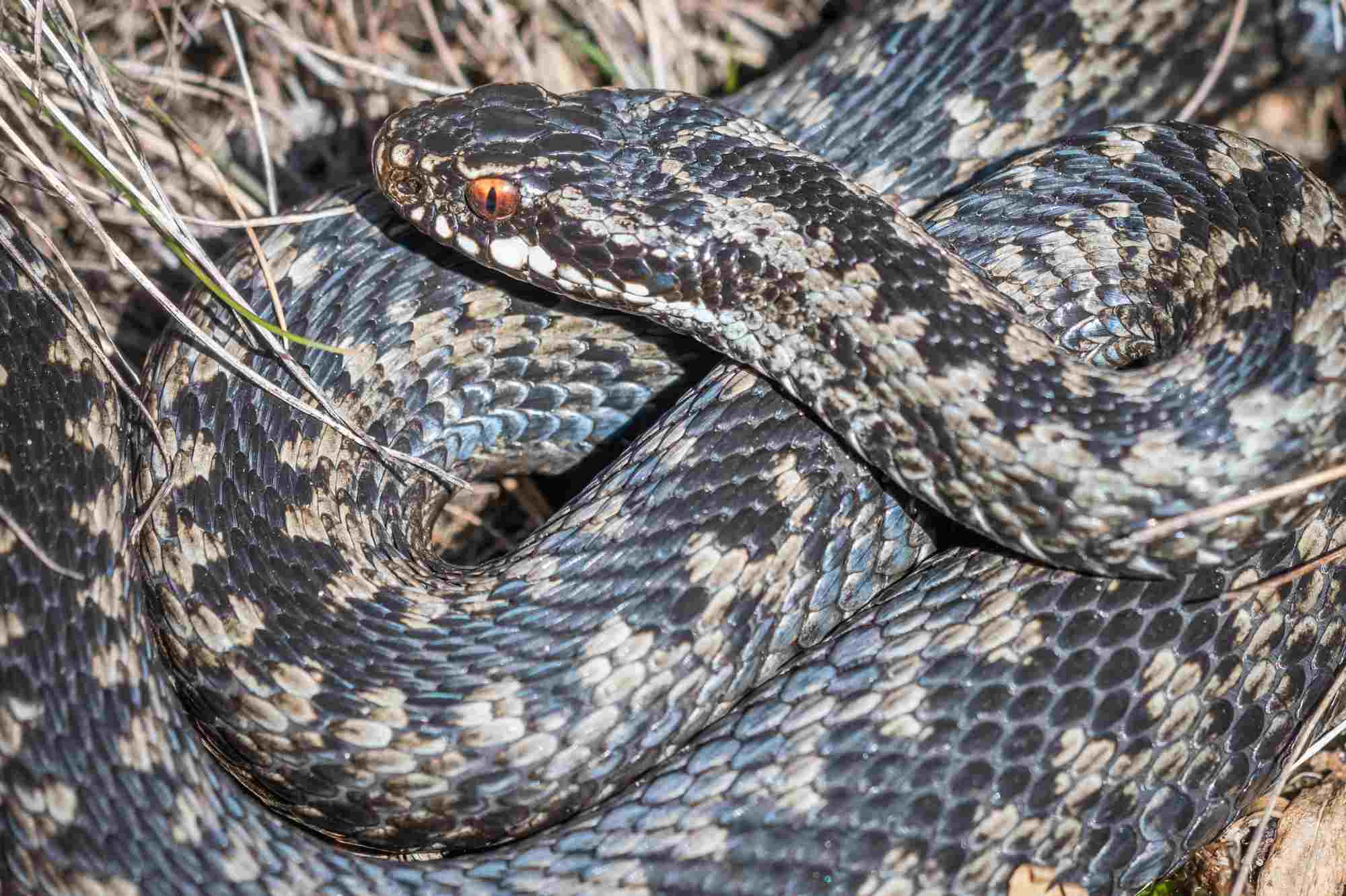 Hugormene vågner også nu - vær opmærksom på at hunde kan blive bidt ...