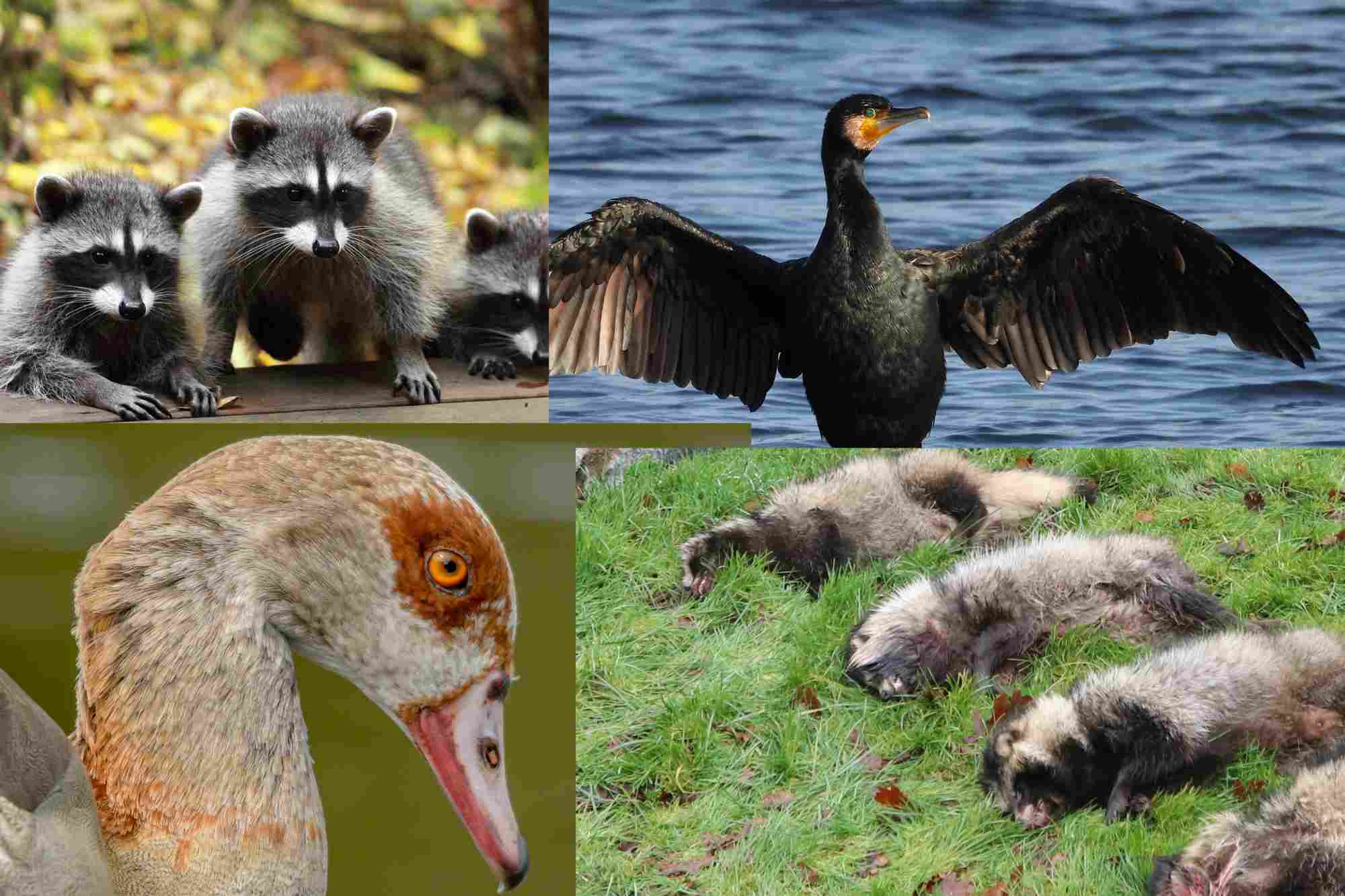 En enkelt vaskebjørn løser ikke udfordringen med invasive arter ...