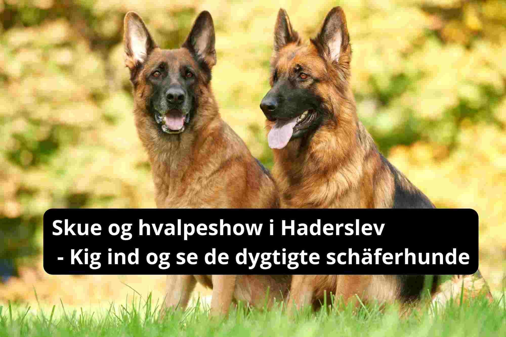 - Kom tæt på de dygtige schäferhunde når Schäferhundeklubben inviterer ...