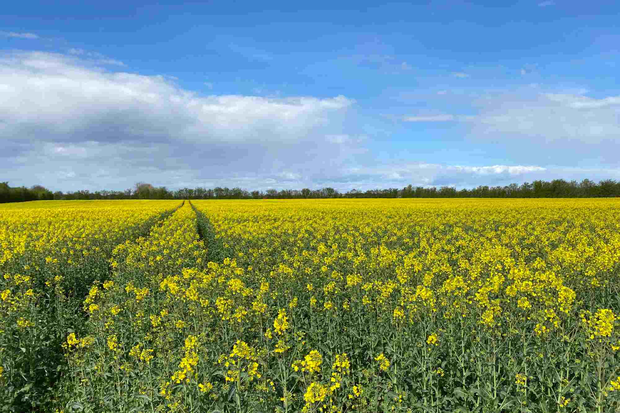 - Nyd synet af gul/grønne rapsmarker i det sønderjyske lige nu - Sydnyt ...