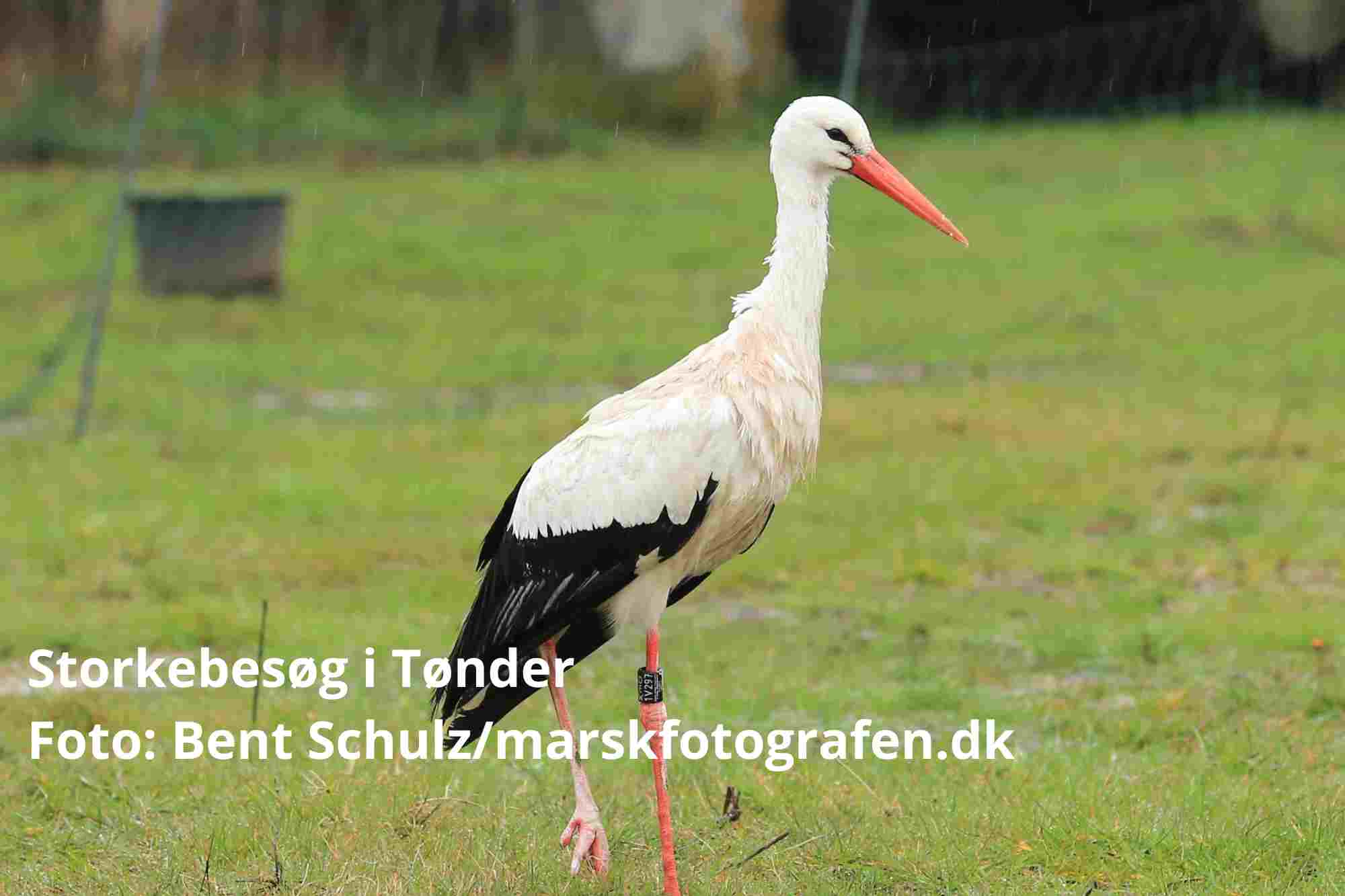 Storken kom til Tønder i påsken - Sydnyt.dk - GRATIS lokale nyheder fra ...