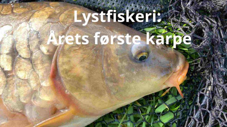 Lystfiskeri: Årets første karpe blev overlistet her til morgen - Sydnyt ...