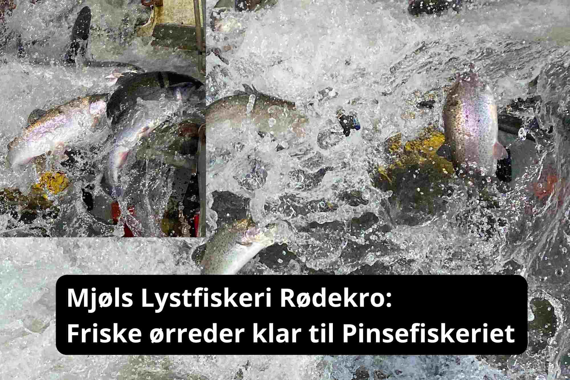 Mjøls Lystfiskeri Rødekro: - Vi har lige udsat friske regnbueørreder ...