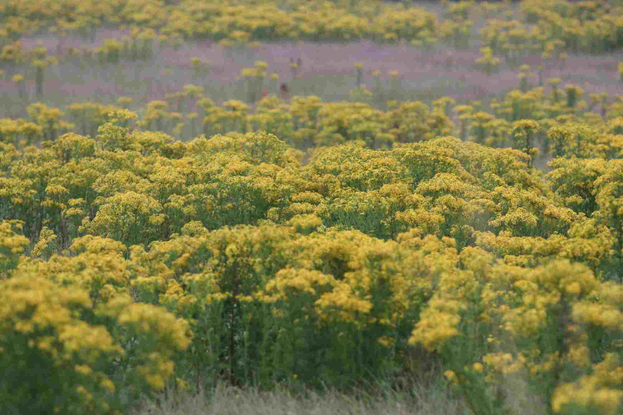 Advarsel: De flotte gule blomster på marken er giftige for både ...