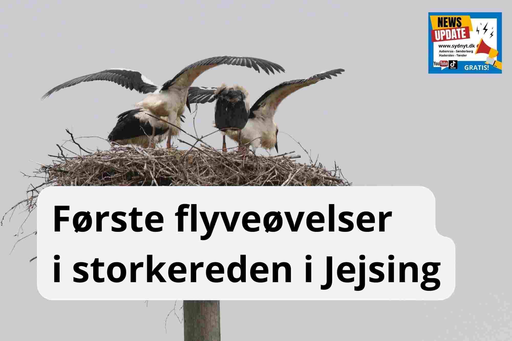 Oplev de første flyveøvelser i storkereden i Jejsing ved Tønder ... Oplev de første flyveøvelser i storkereden i Jejsing ved Tønder ...