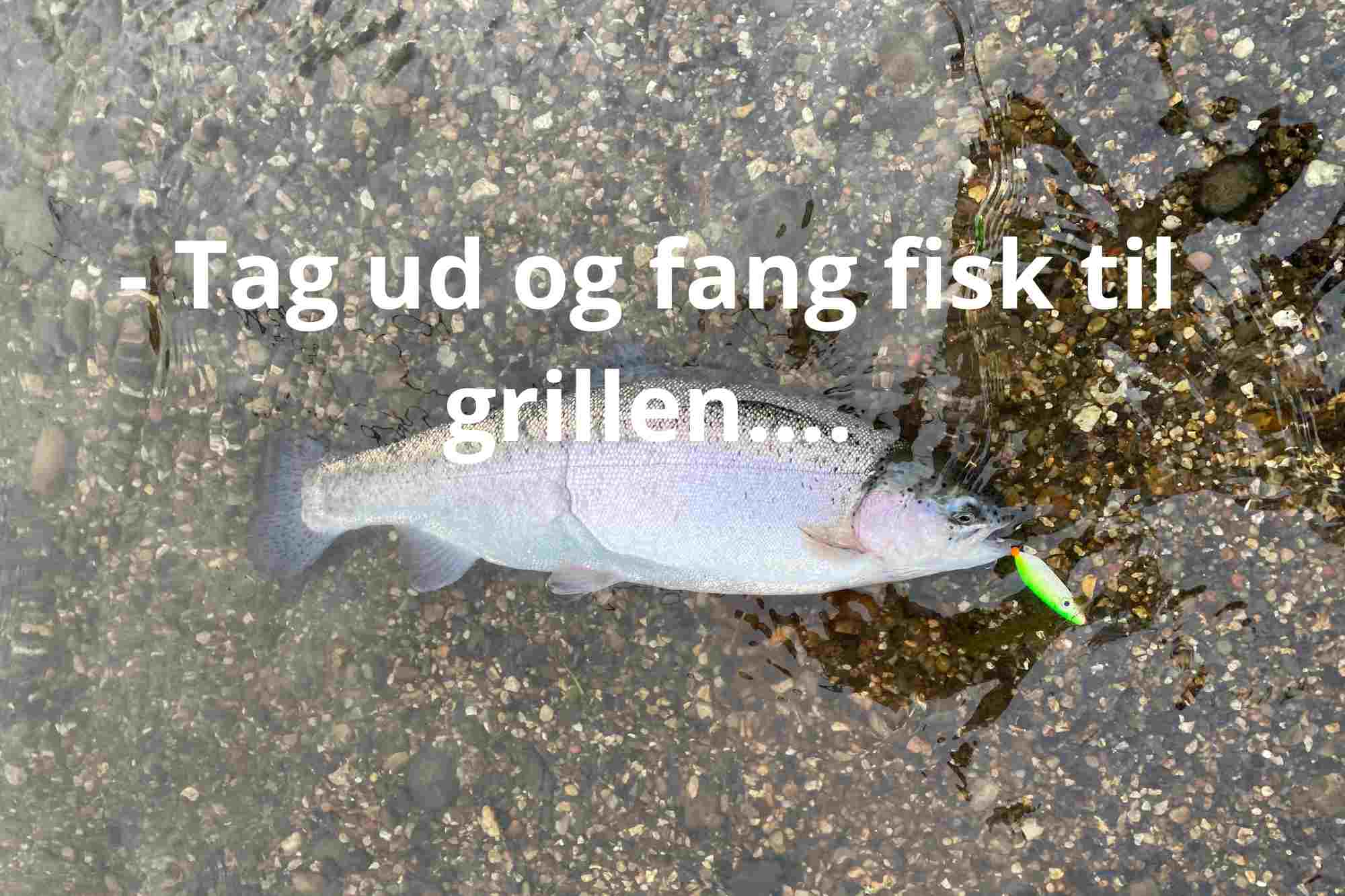 Regnbueørred lagrer mere omega-3 end laks - Så bare ud med fiskestangen ...