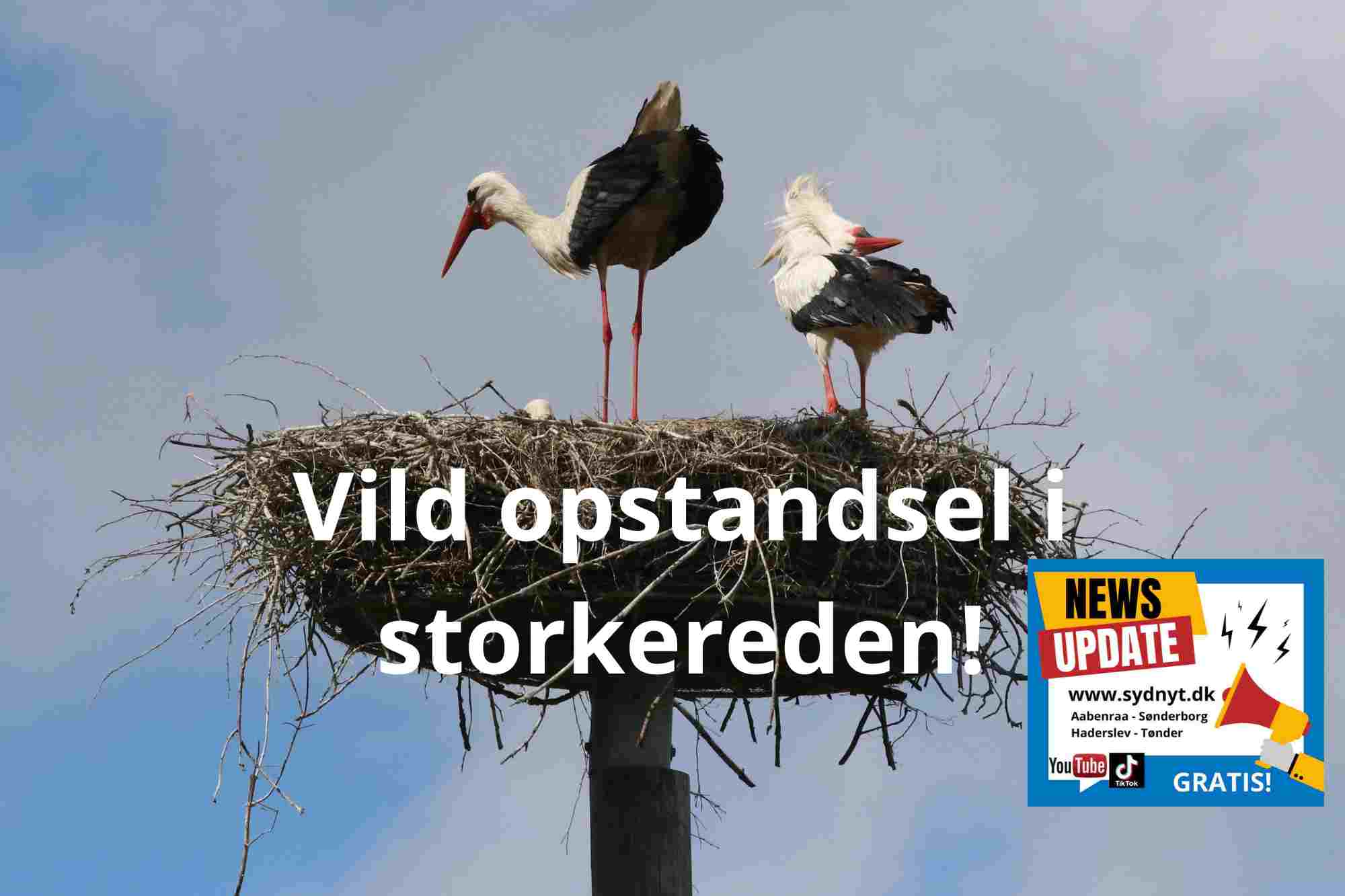 Vild panik i storkereden i Jejsing ved Tønder mandag eftermiddag - Sydnyt.dk - GRATIS lokale ...