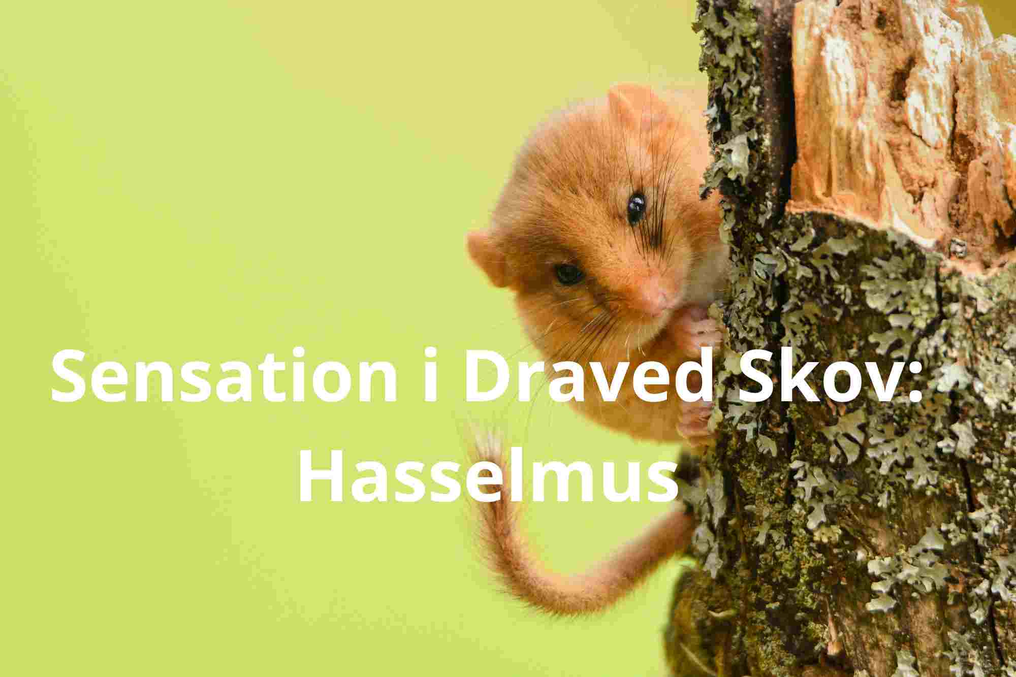 Hasselmusen lever stadig i Jylland - fundet i Draved Skov ved ...