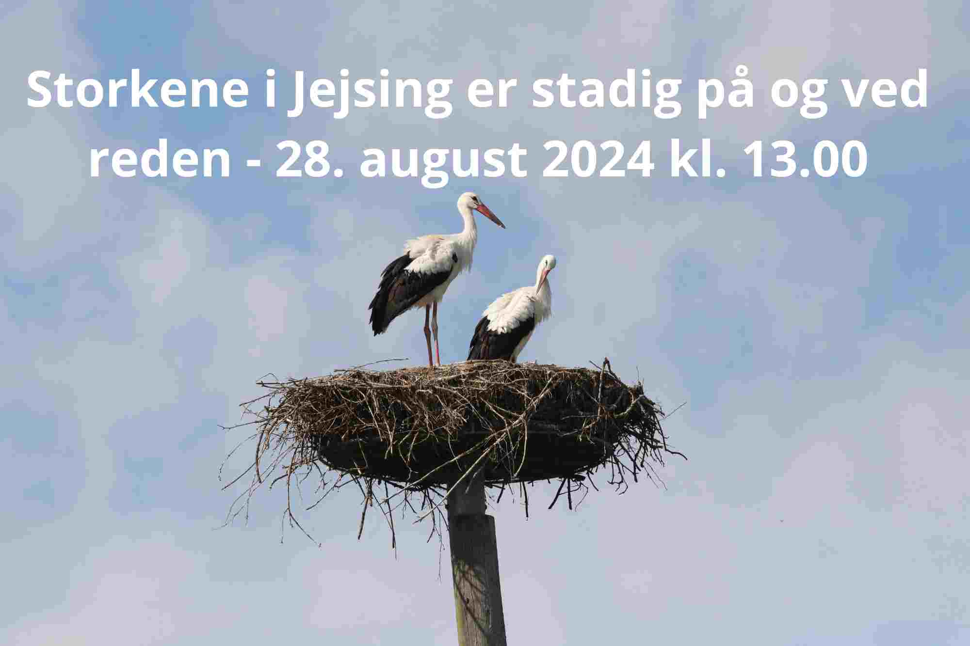 Storkene i Jejsing er stadig på og ved reden... - Sydnyt.dk - GRATIS ...