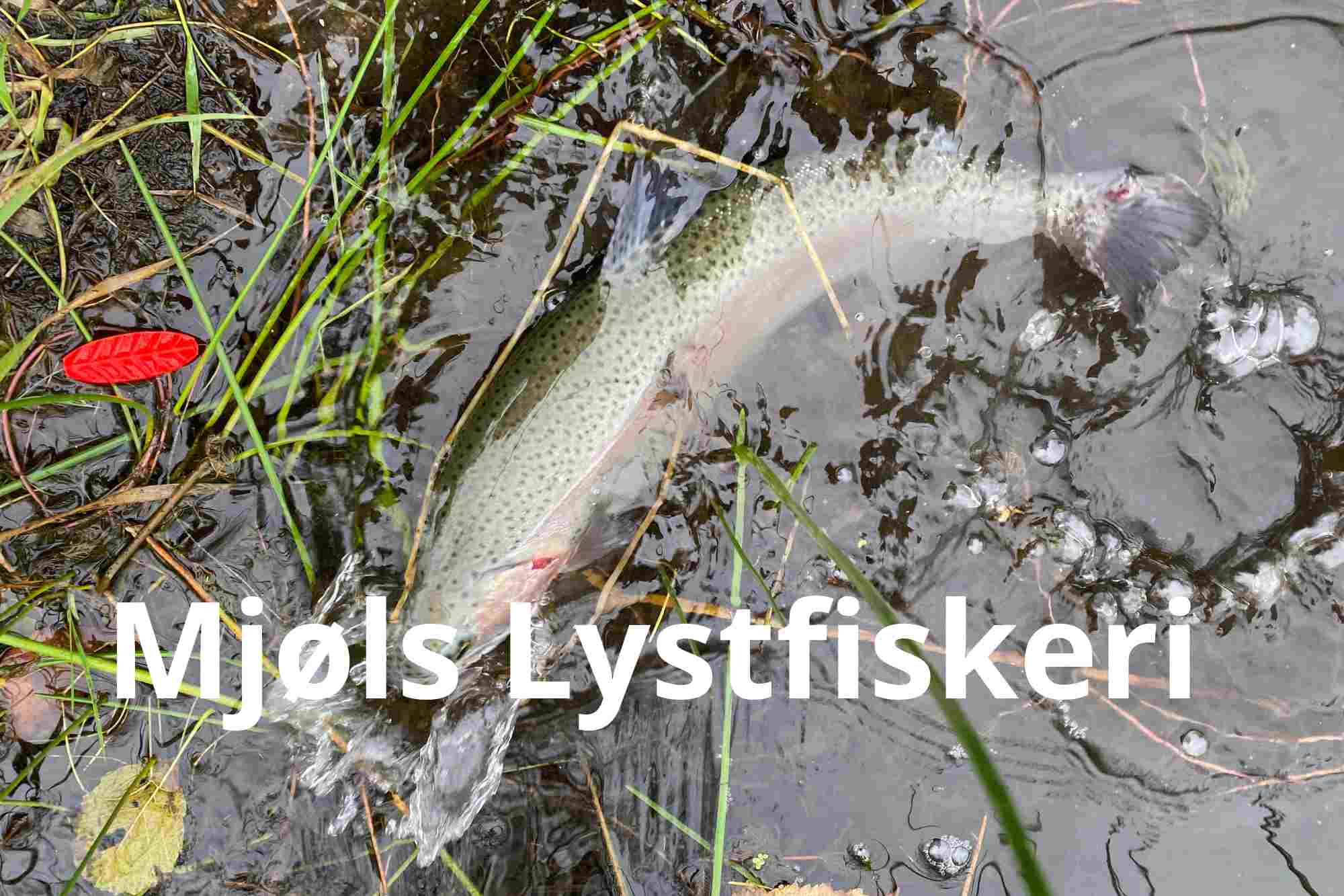 SE VIDEO - Mjøls Lystfiskeri Rødekro - Husk pangfarvet gennemløber ...