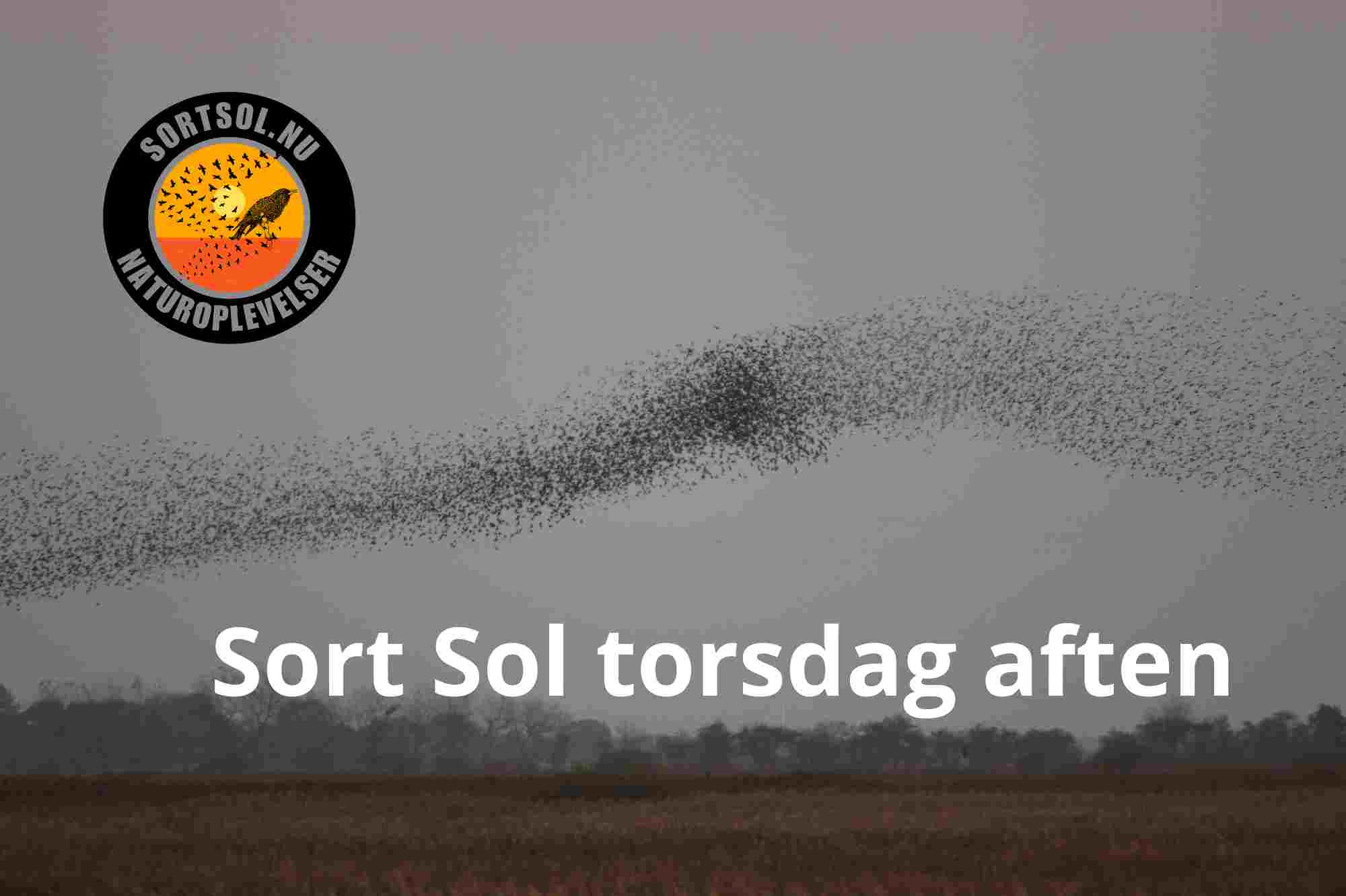 Sort Sol torsdag aften - tusindvis af stære førte sig frem på himlen ...