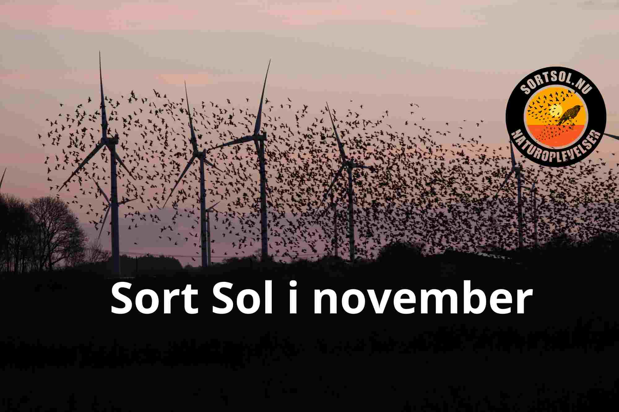 Sort Sol-oplevelse i november - Sydnyt.dk - GRATIS lokale nyheder fra ...
