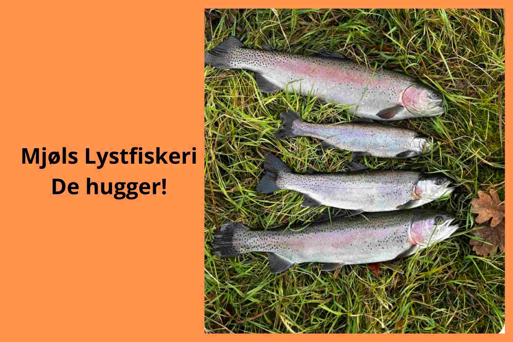 Lystfiskeri: - De hugger i Mjøls Lystfiskeri i Rødekro - Sydnyt.dk ...