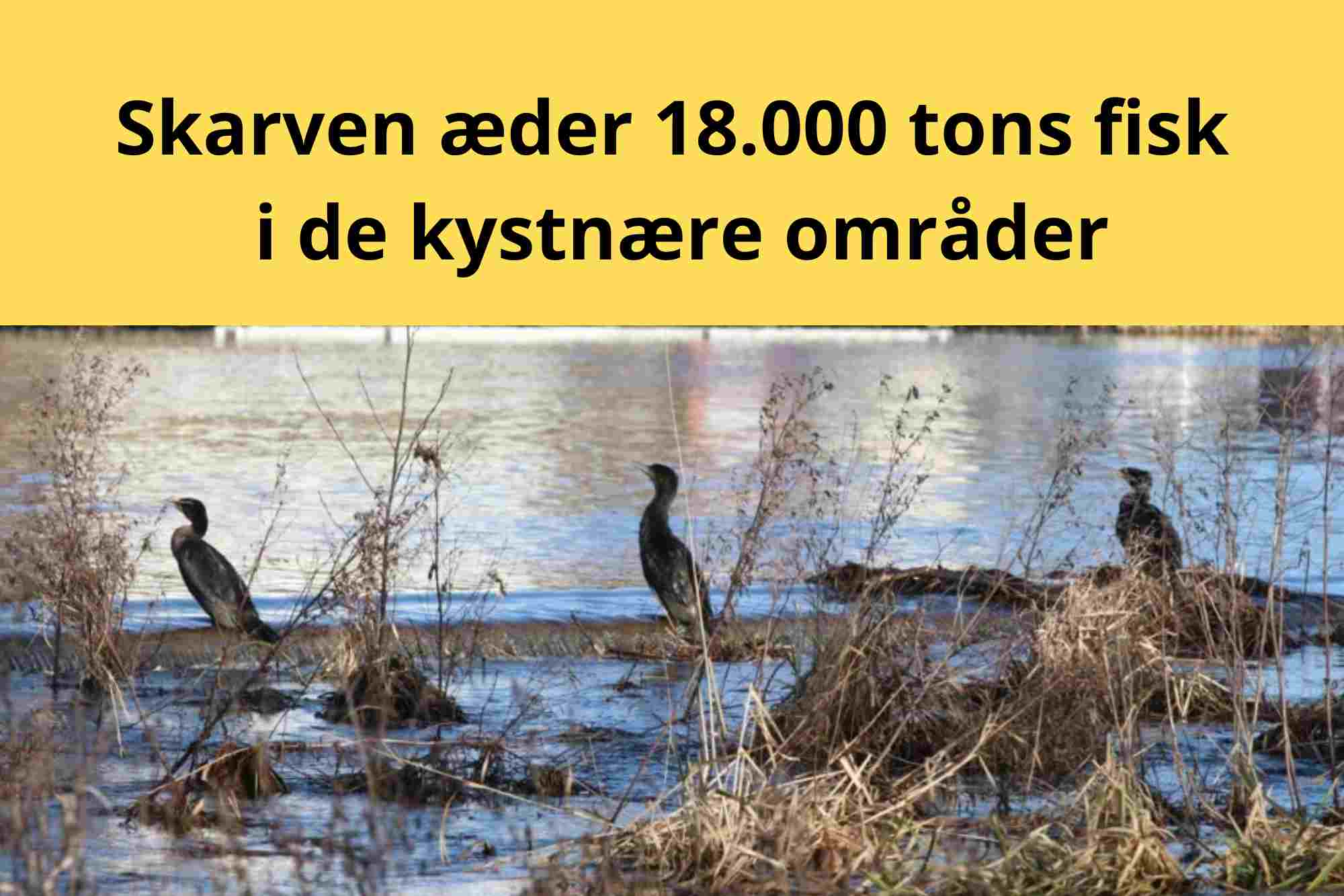 - Skarven er skyld i at der ingen fisk er i de kystnære områder ved ...
