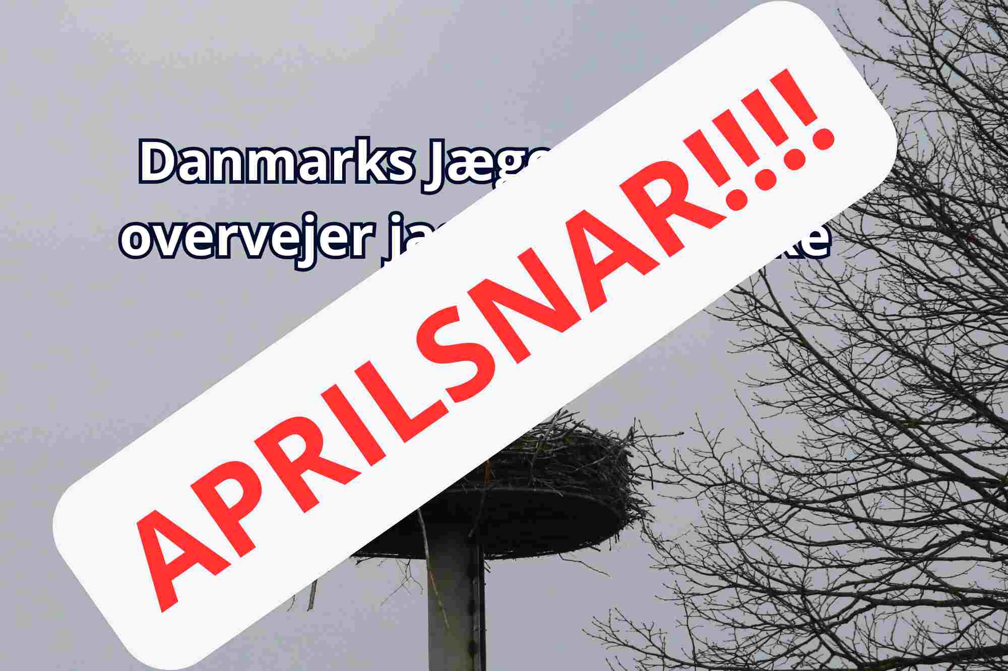 APRILSNAR! Danmarks Jægerforbund overvejer jagttid på storke: - Der er ...