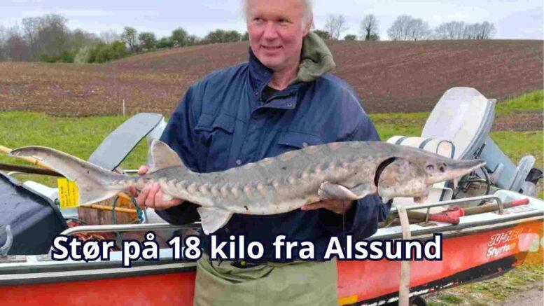 Natur: Ur-fisk på 120 cm og 18 kilo fanget i Alssund - Sydnyt.dk ...