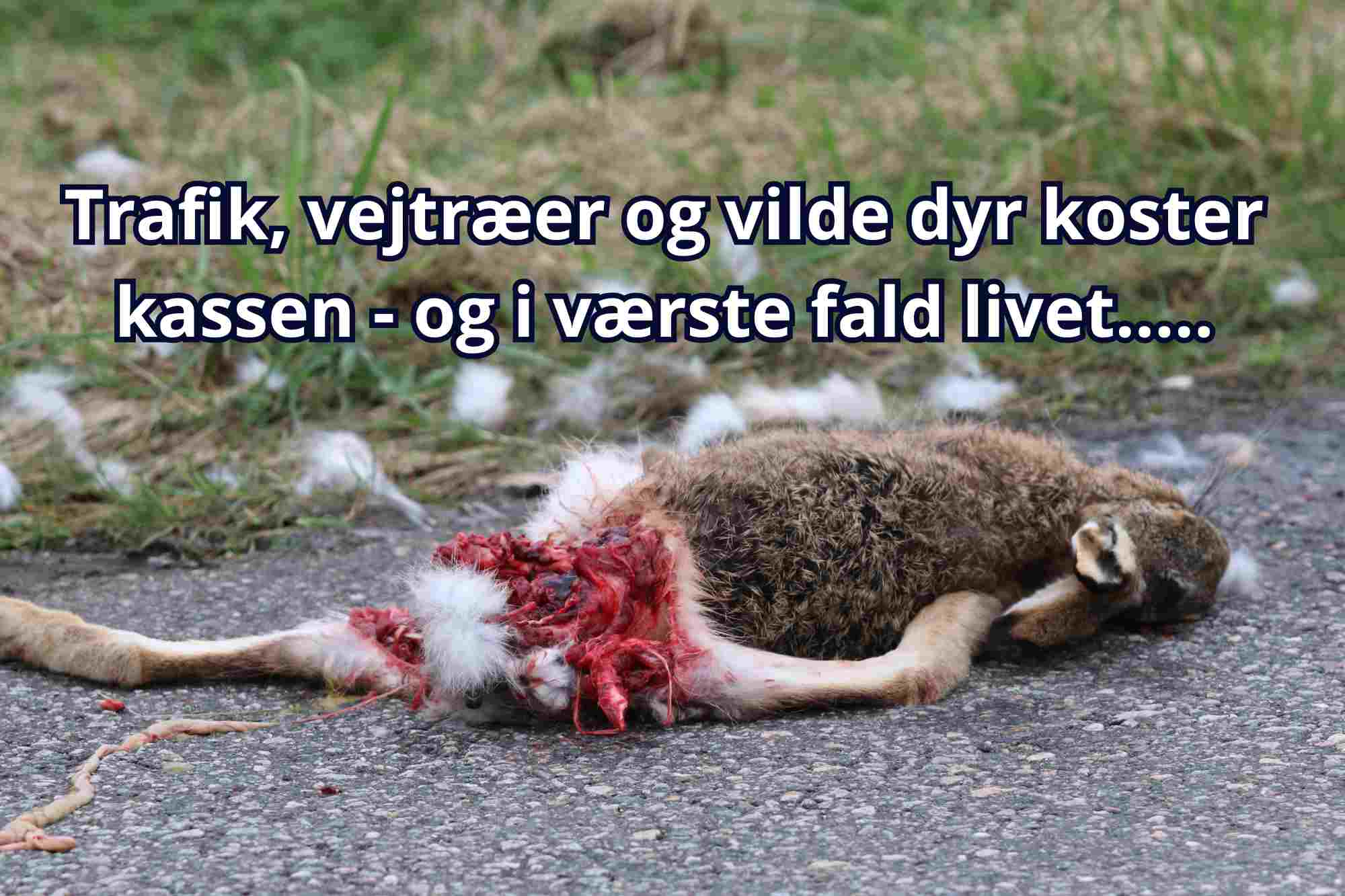 Advarsel til trafikken: - Vær opmærksom på dyr i trafikken - specielt ...