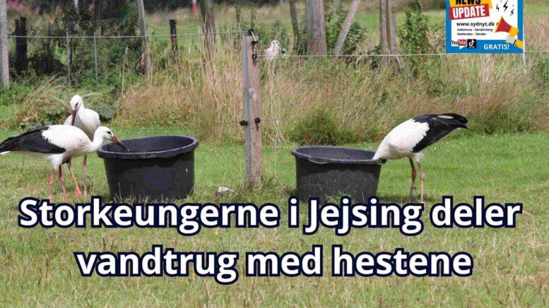 Storkeungerne i Jejsing deler vandtrug med hestene - Sydnyt.dk - GRATIS lokale nyheder fra ...