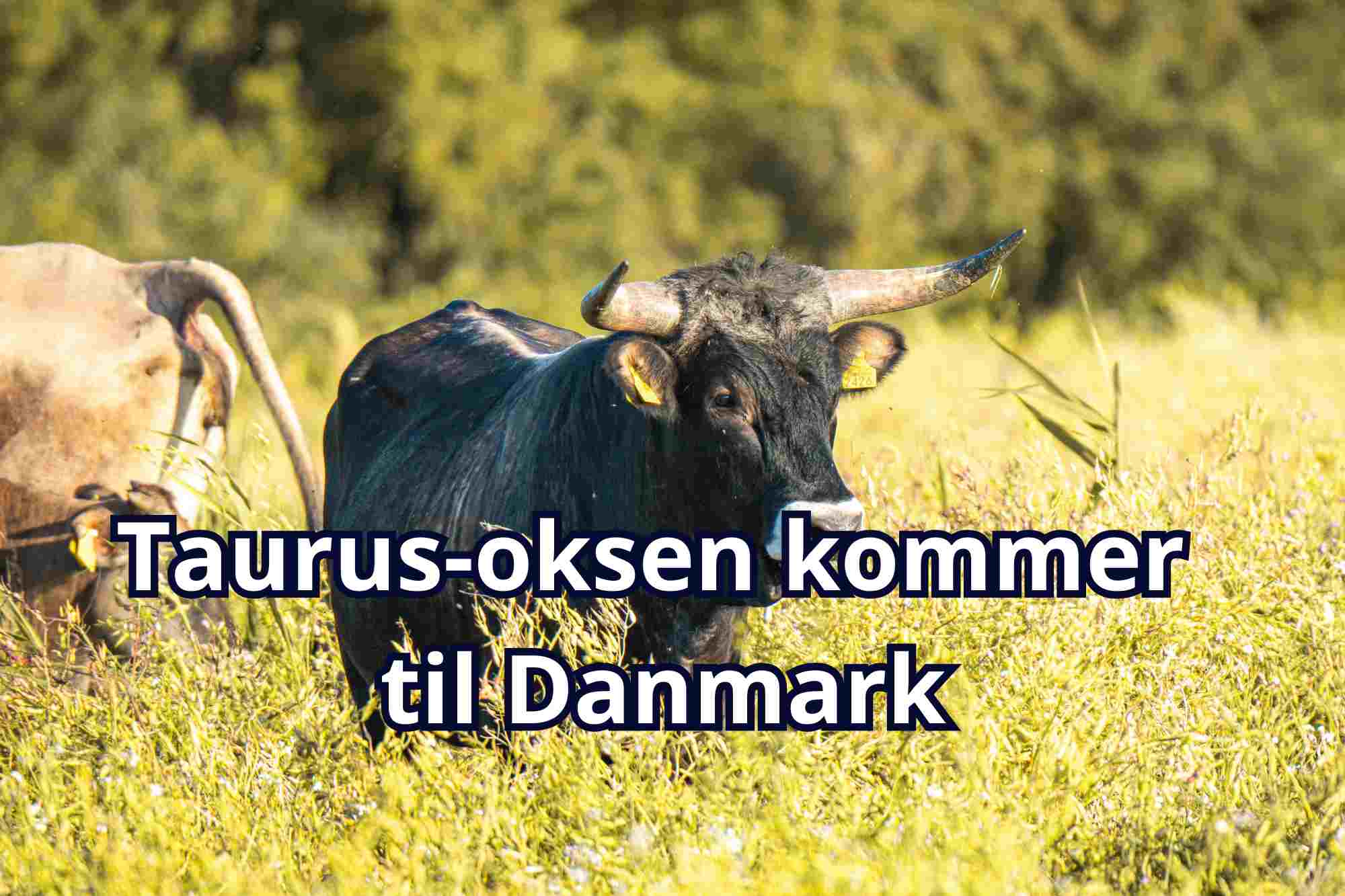 Tauros-oksen kommer til Danmark for at øge biodiversiteten - Sydnyt.dk ...