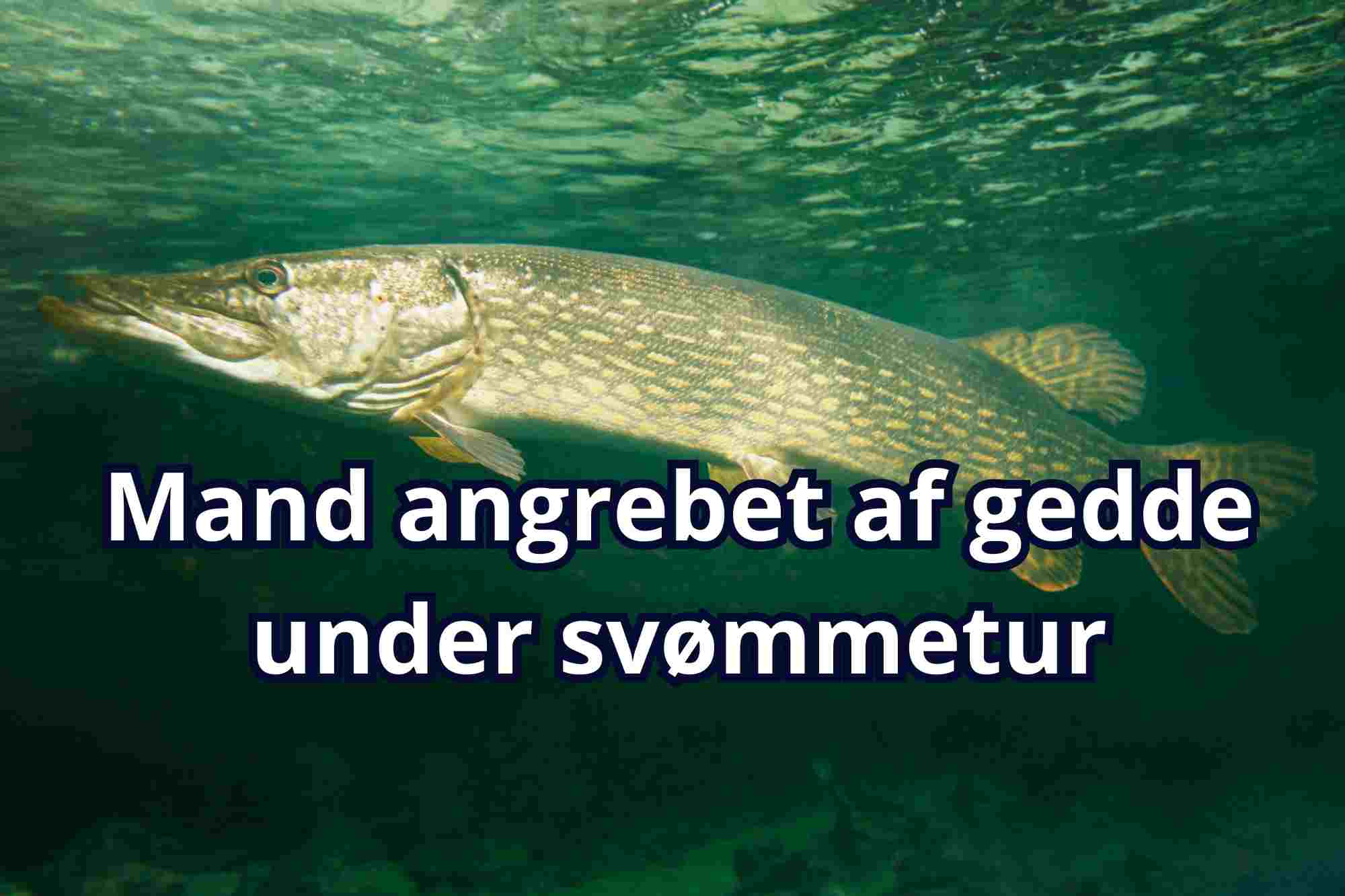 Mand angrebet af gedde under svømmetur og trukket ned - Sydnyt.dk ...