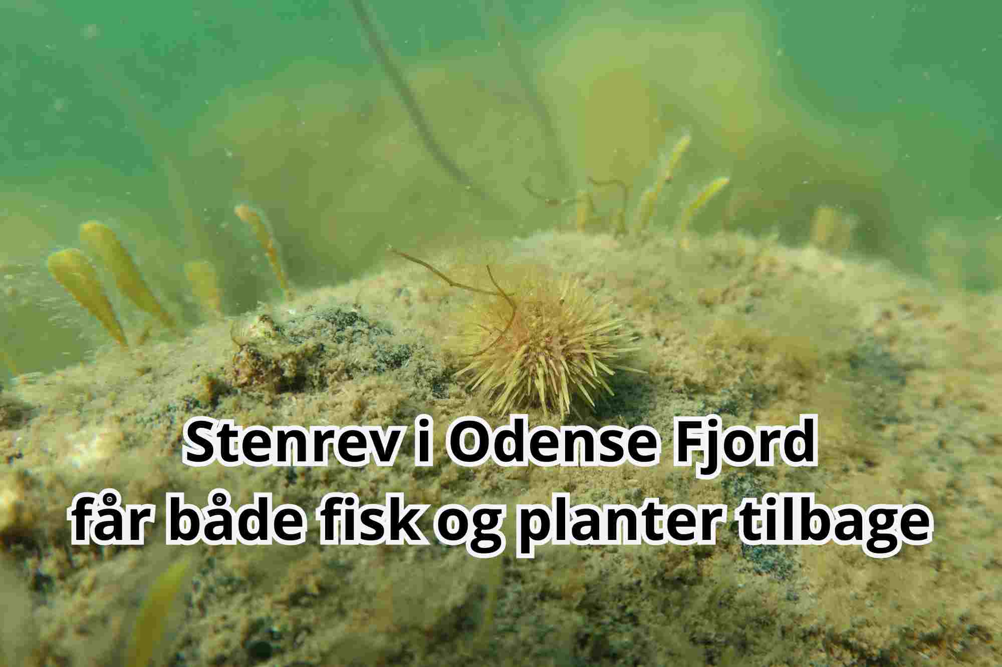 By og land står sammen om historisk genopretningsplan for Odense Fjord ...