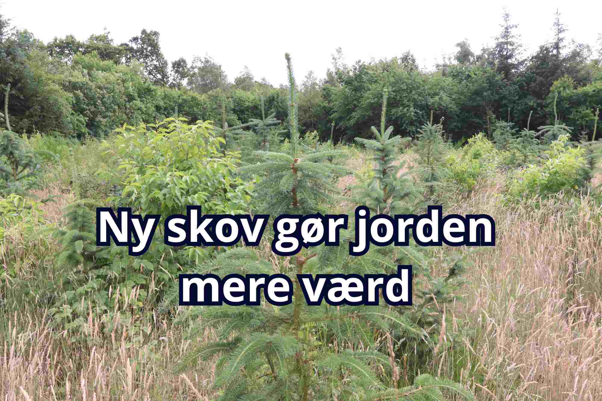Klimaskovfonden: Ny skov gør min ejendom mere værd, lyder det fra ...