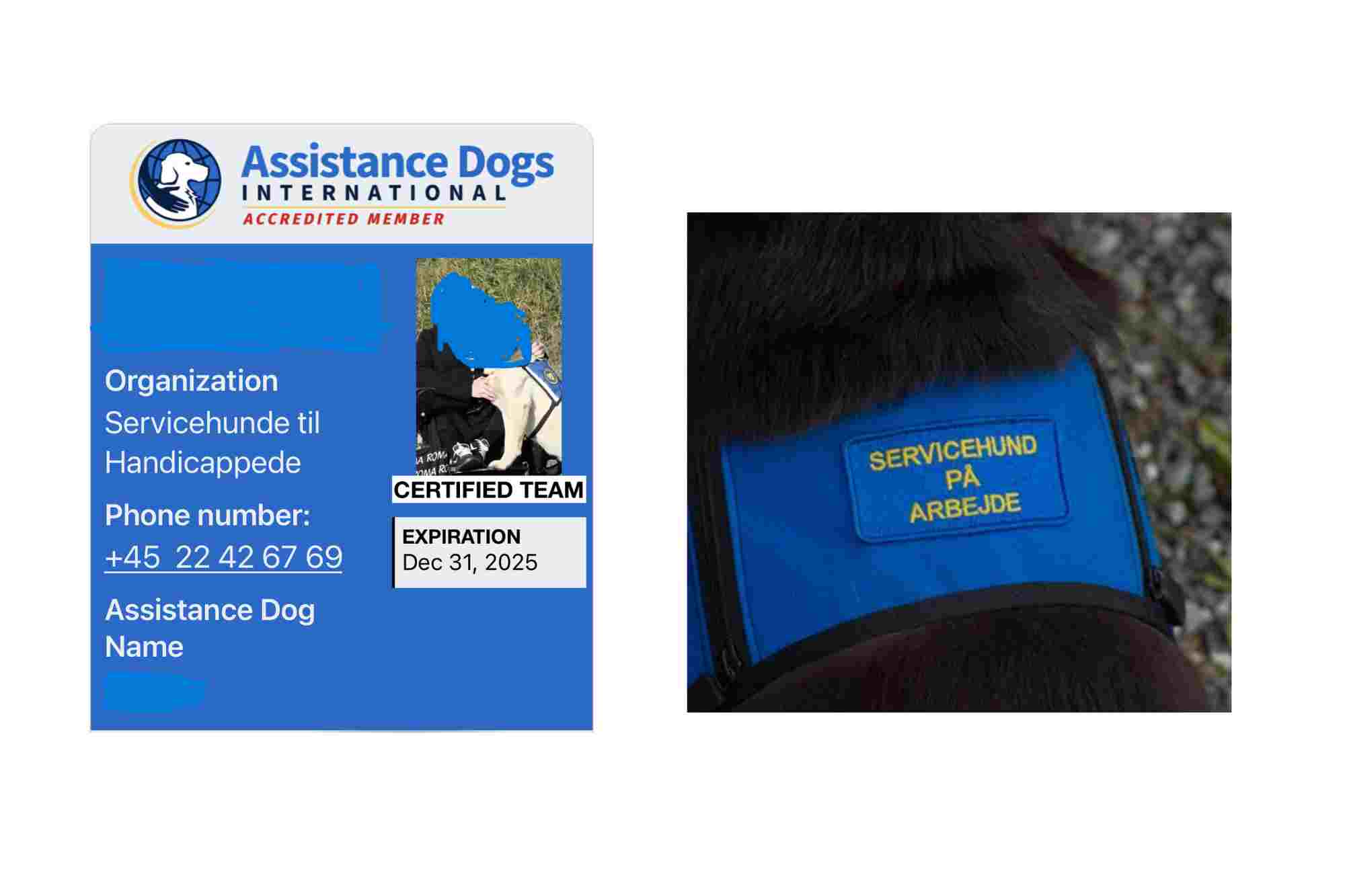 En servicehund - en uundværlig hjælp for mange - Sydnyt.dk - GRATIS ...